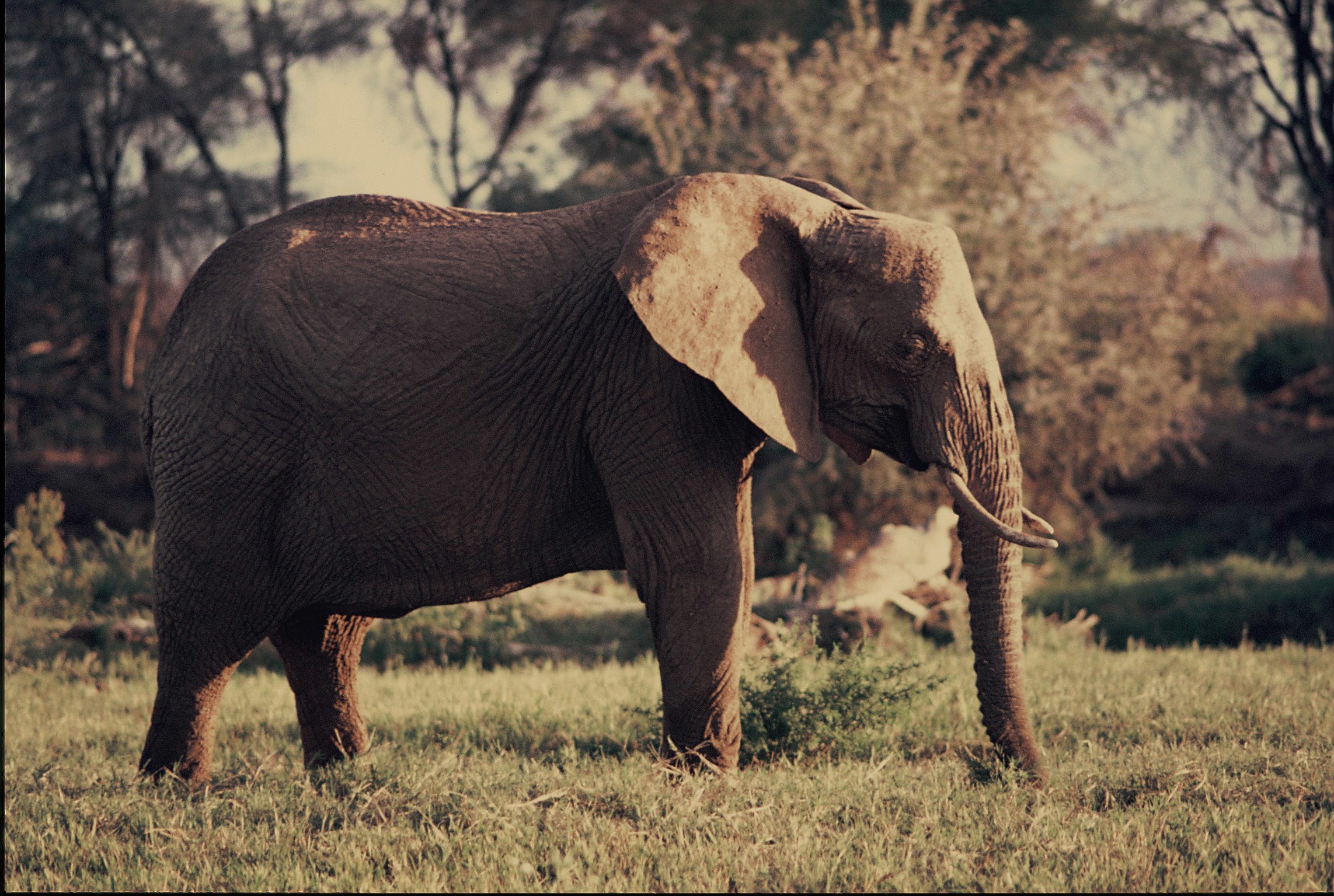 Elephant Jokes – Ken Tracey